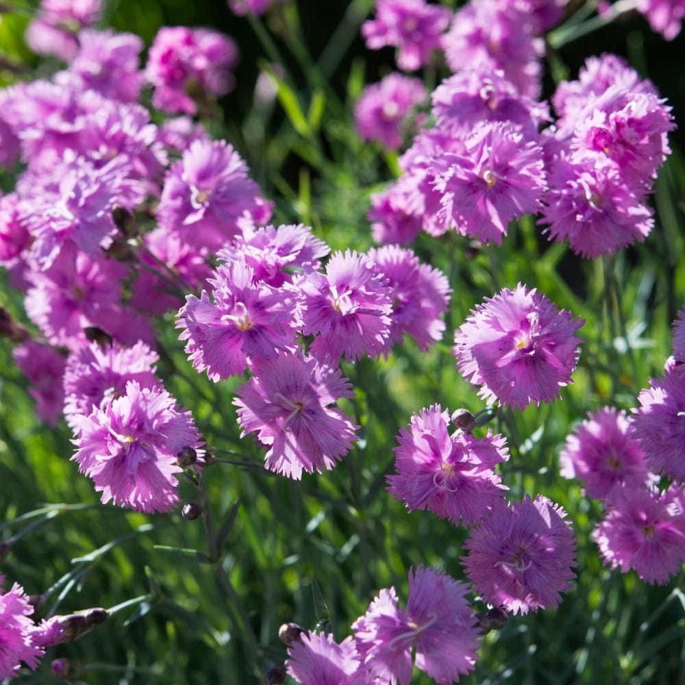 Goździk Dinetta Pink Dianthus RosaĆwik