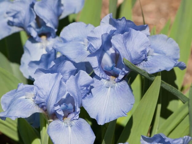 Kosaciec Niski Blue Denim Iris Pumila RosaĆwik