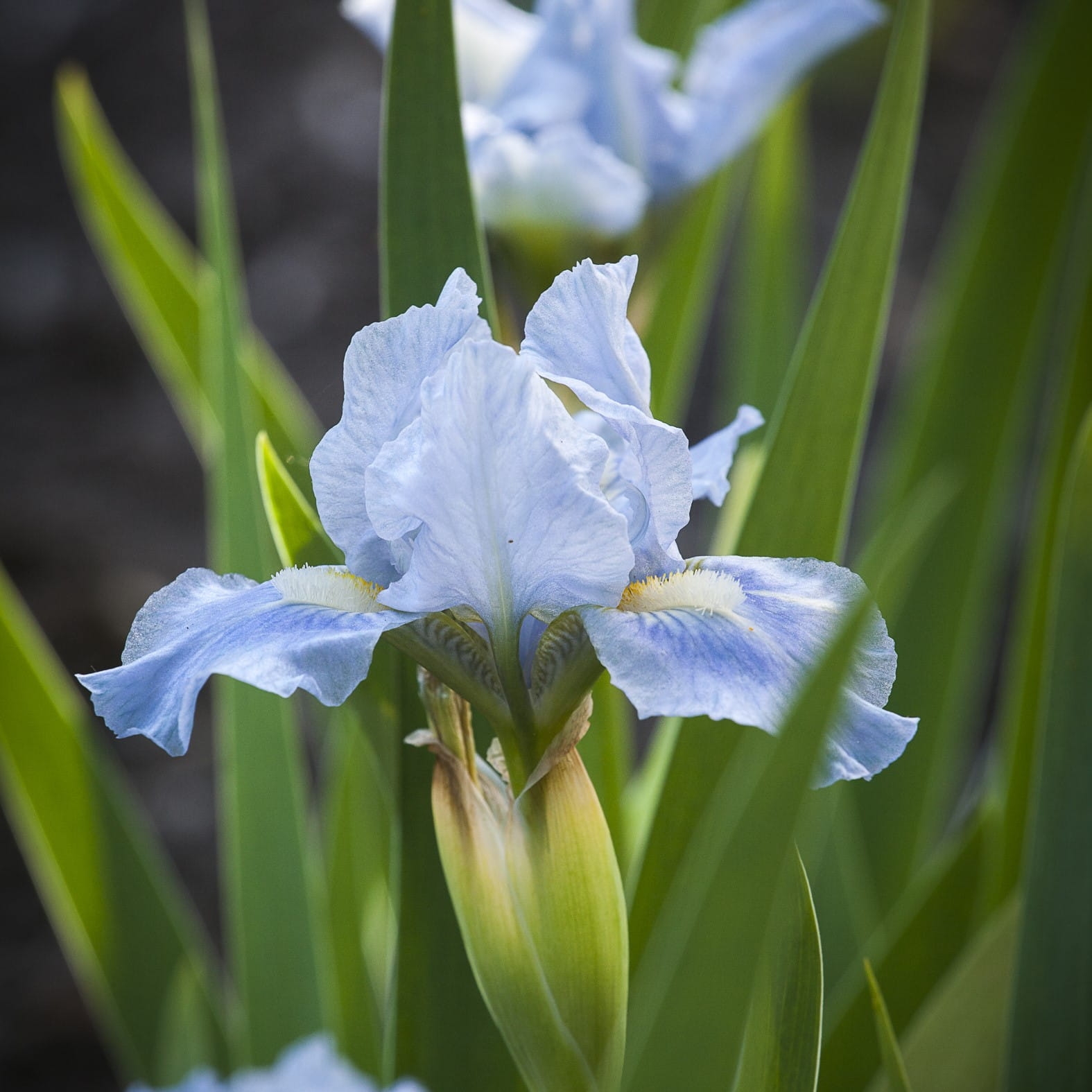 Kosaciec Niski Blue Denim Iris Pumila RosaĆwik