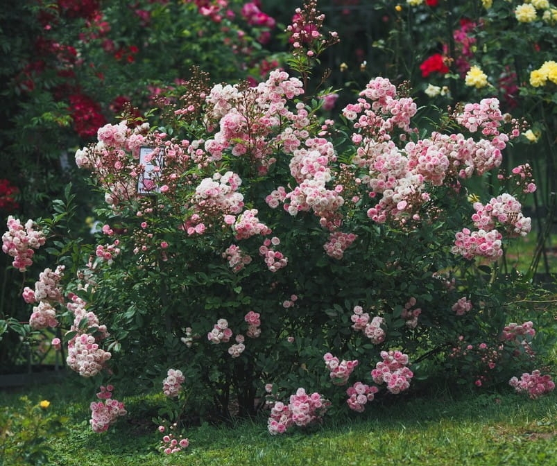R a Powsinoga Rosa wik
