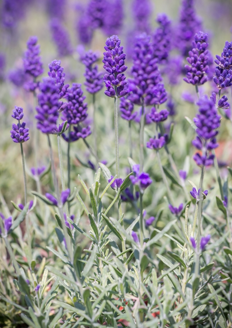 lawenda wąskolistna " Valence Dark Violet " Lavandula angustifolia (1 ...